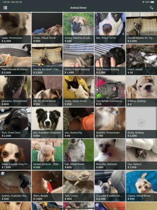 Animal Direct: USA Pet Rehome iPhone/iPad App Review | GiveMeApps ...